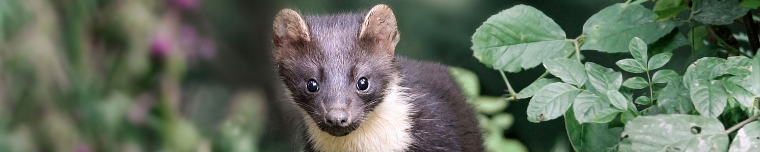 CRRU UK - Think Wildlife