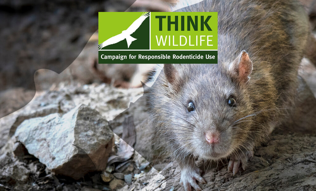 New guidance issued to professional rodenticide users - Think Wildlife